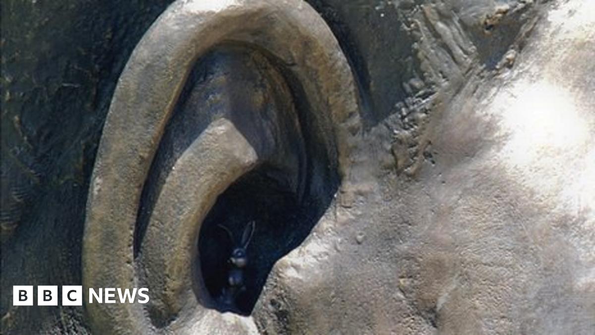 Mandela statue: Row over rabbit in Nelson's ear - BBC News