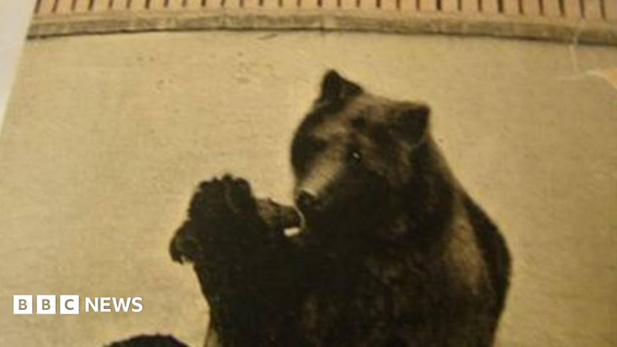 Bear pits and biscuits: The sad fate of Britain's bears - BBC News