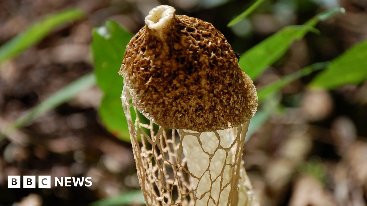 Plant-killing fungi 'drive rainforest biodiversity' - BBC News