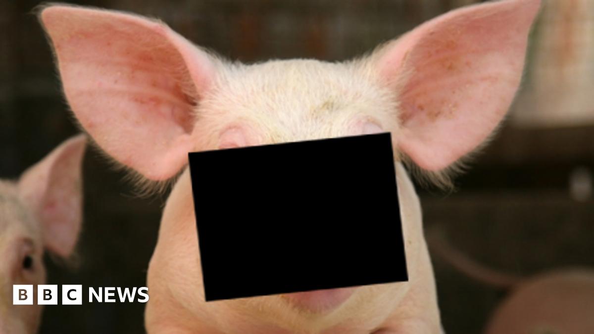 Altered Images: Malaysian printer blacks out pigs' faces - BBC News
