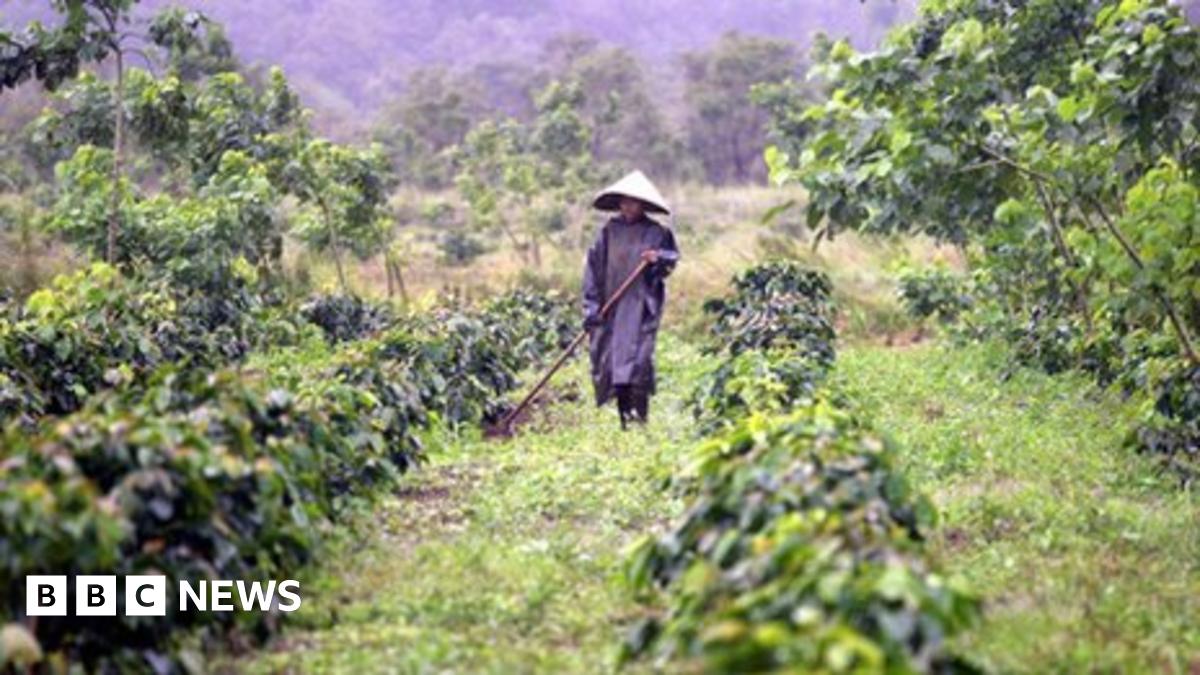 How Vietnam became a coffee giant - BBC News