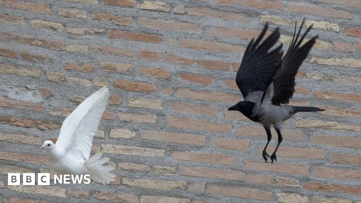 Pope's peace doves attacked by crow and seagull - BBC News