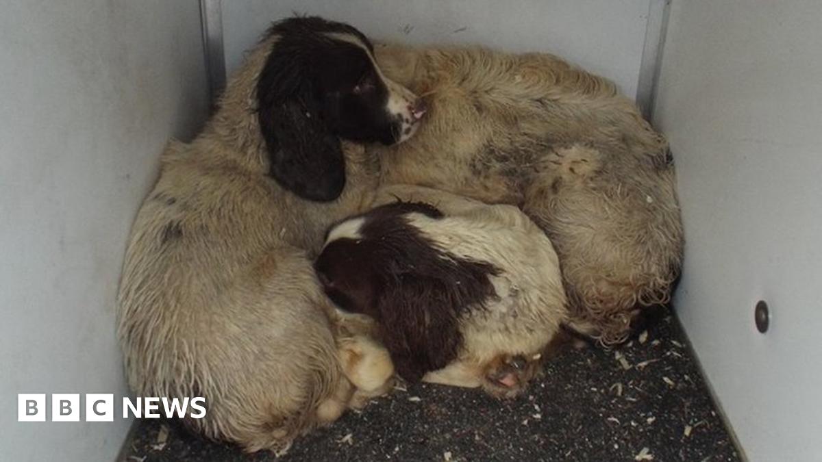Donegal puppies: Neglected dogs rescued from house in Lifford - BBC News