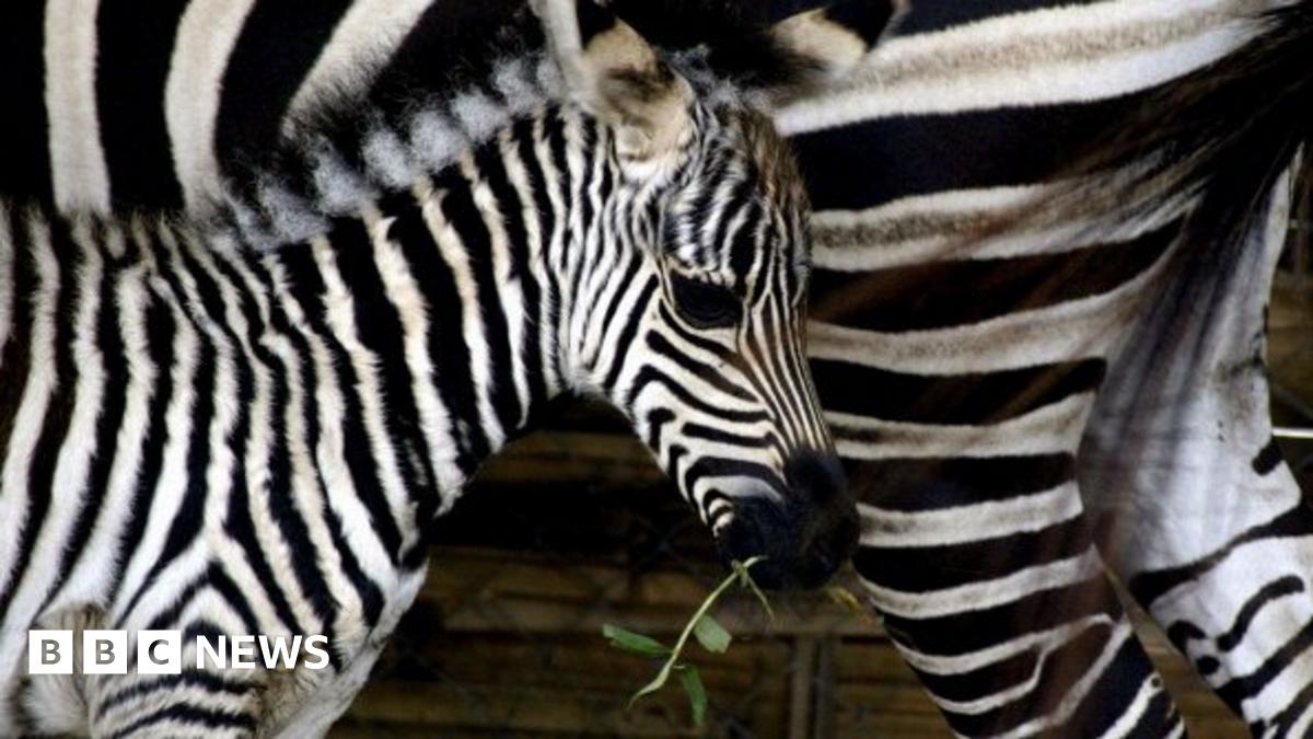 Can Indonesia's 'zoo of death' turn things around? - BBC News