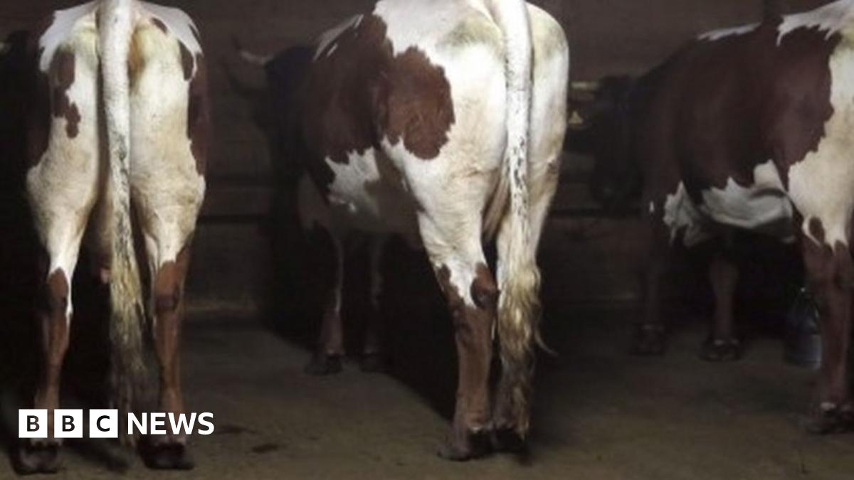 German cows cause methane blast in Rasdorf - BBC News