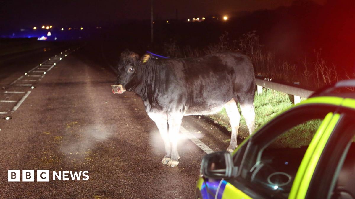 West Sussex Angmering cow herd hit by cars - BBC News