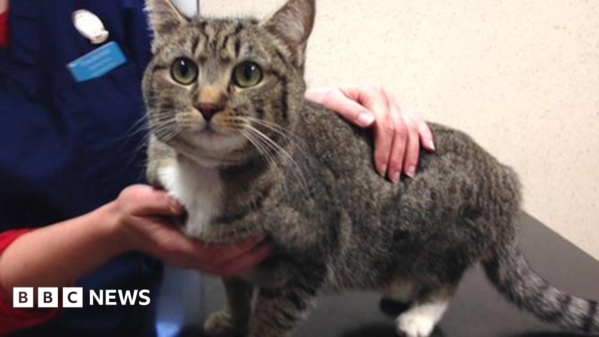 Mystery of 'Fuerteventura' cat found in Muchalls garage in ...