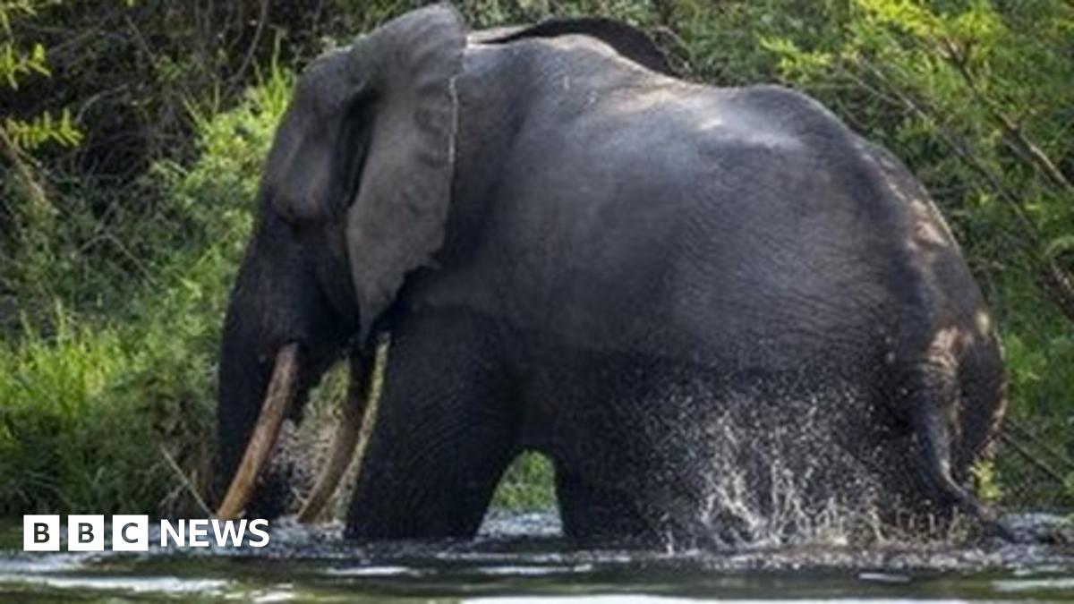 UN sanctions on DR Congo militias financed by poaching - BBC News