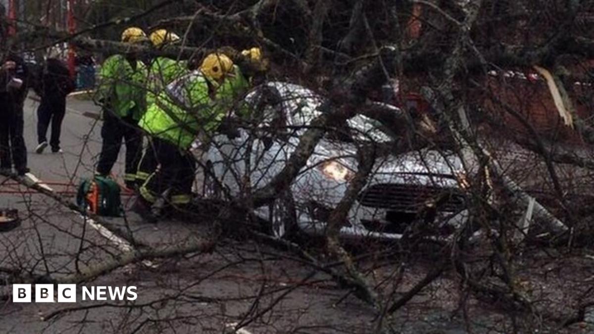 Women injured as tree hits car in Birmingham - BBC News