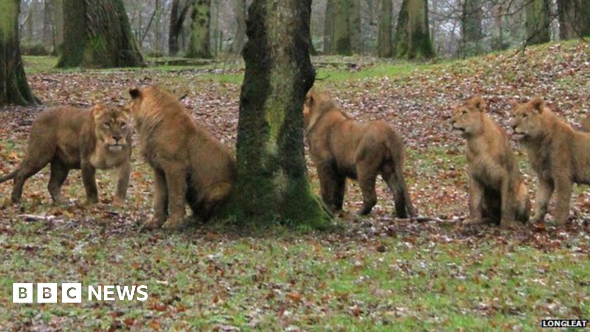 Longleat lions destroyed 'because of genetic defects' - BBC News