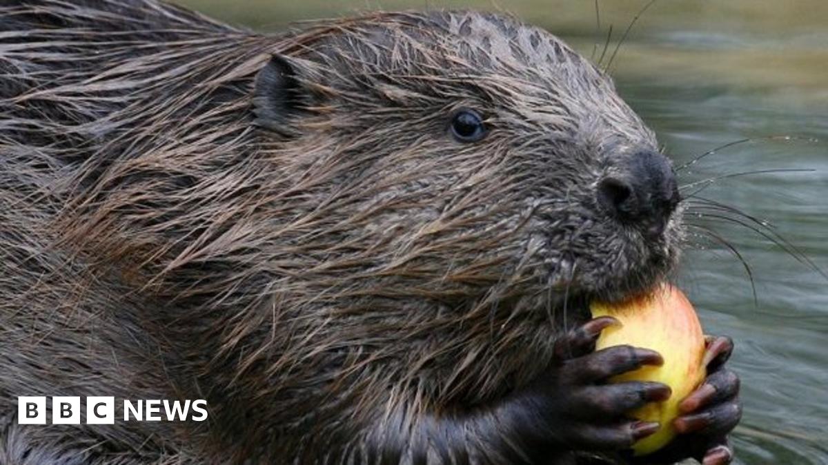 Beaver reintroduction backed by National Trust for Scotland - BBC News