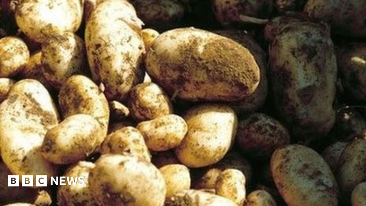 Jersey Royal Company has 'best potato growing season' - BBC News
