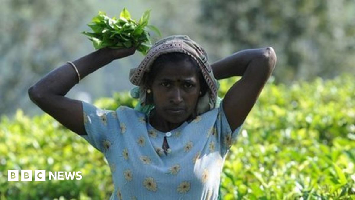 Tea industry's future depends on corporate collaboration - BBC News
