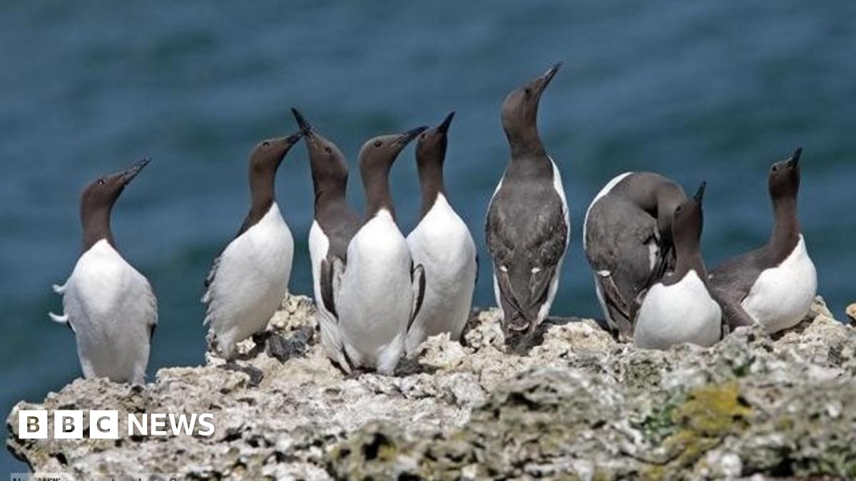 Hundreds of seabirds washed ashore in South West - BBC News