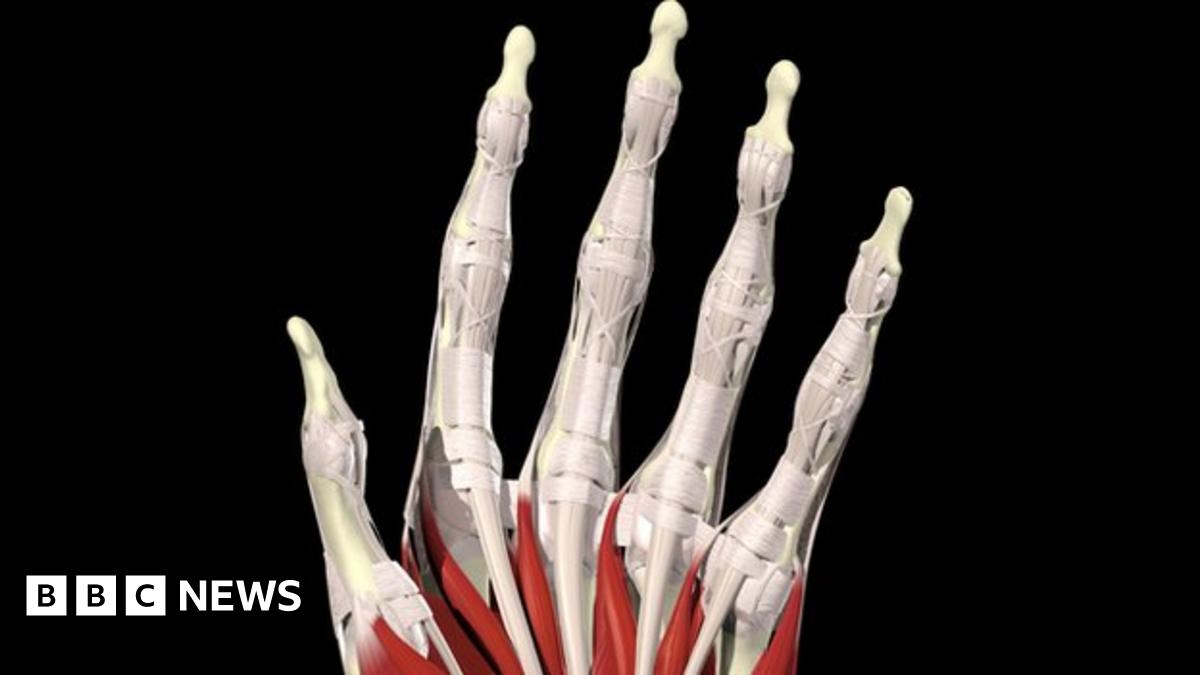 The incredible human hand and foot - BBC News