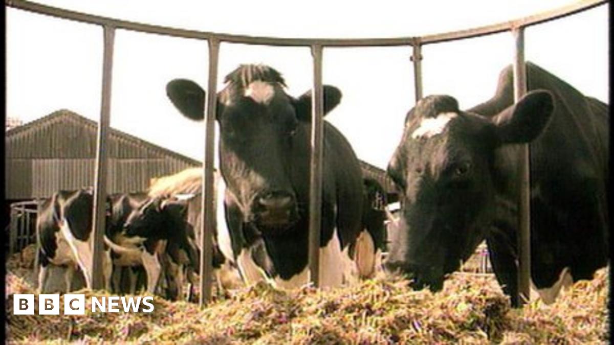 Ceredigion floods caused lead poisoning cattle deaths - BBC News