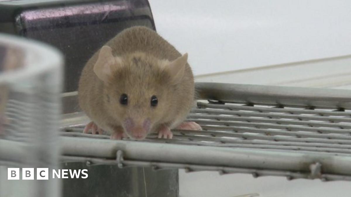 Does medicine really need lab mice? - BBC News