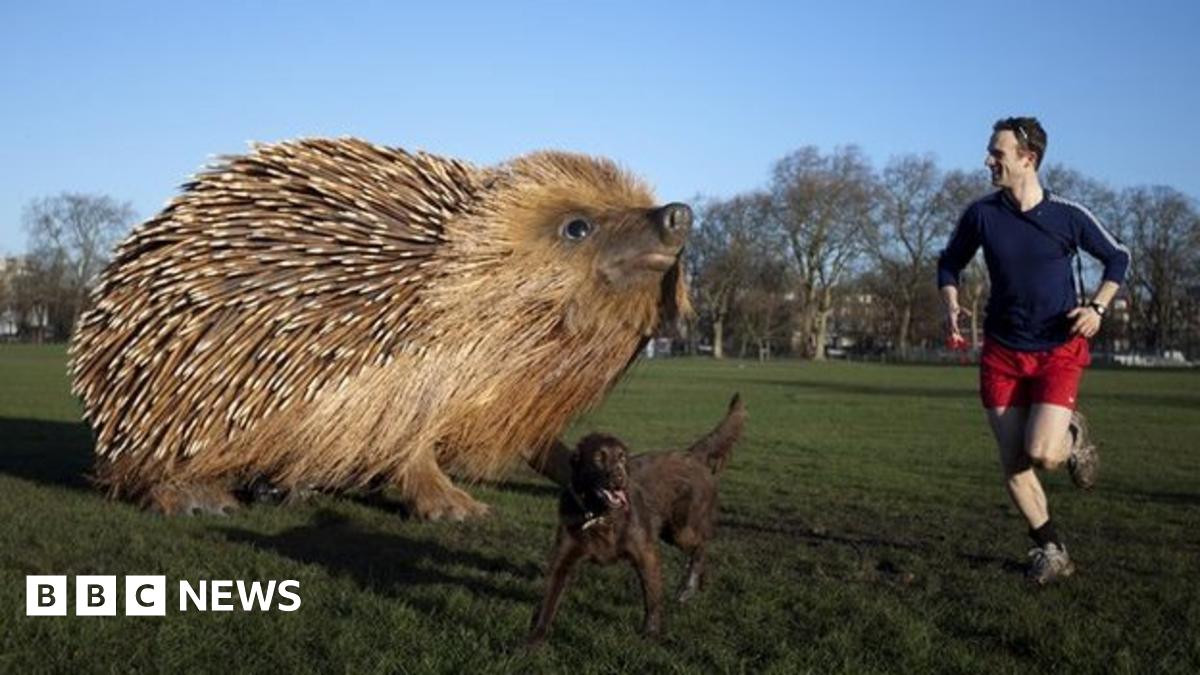 Caption Challenge: Man runs past giant hedgehog - BBC News