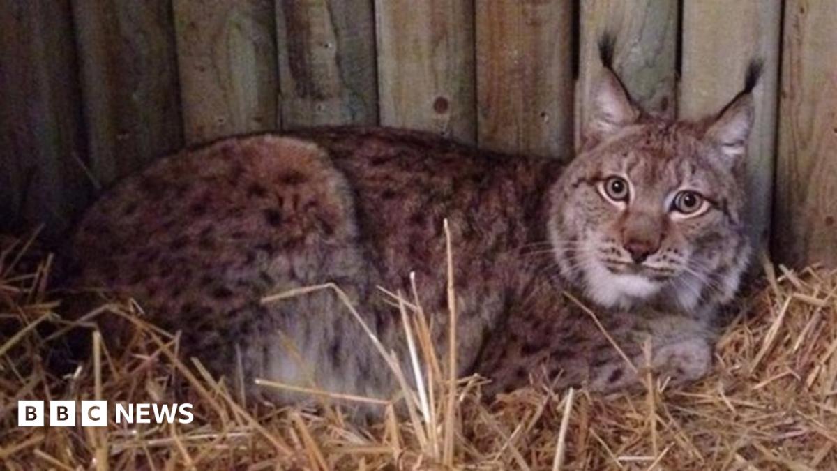 Lynx cats arrive at Lincolnshire wildlife park - BBC News