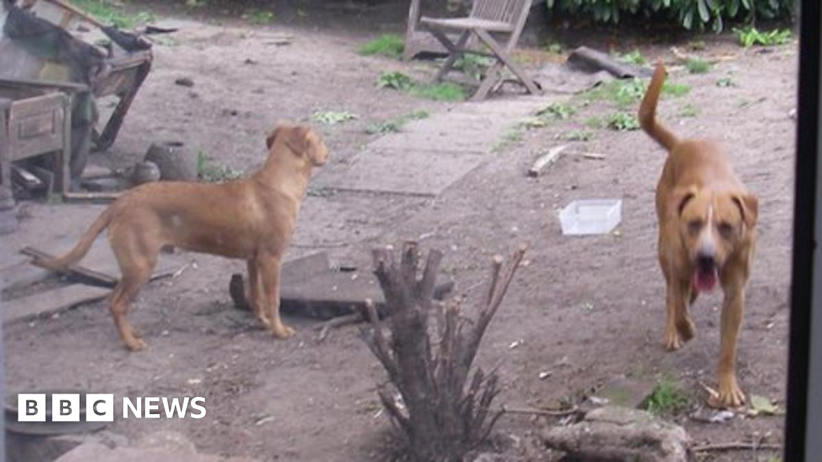 Lifetime ban for Tyldesley pair after keeping 'feral' dogs - BBC News