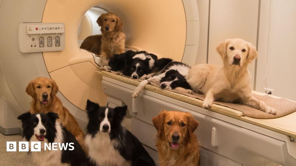 Dogs' brain scans reveal vocal responses - BBC News