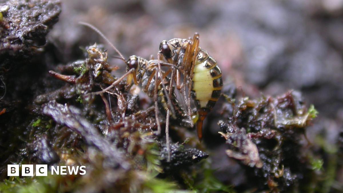 Snow flea found for the first time in Sherwood Forest - BBC News