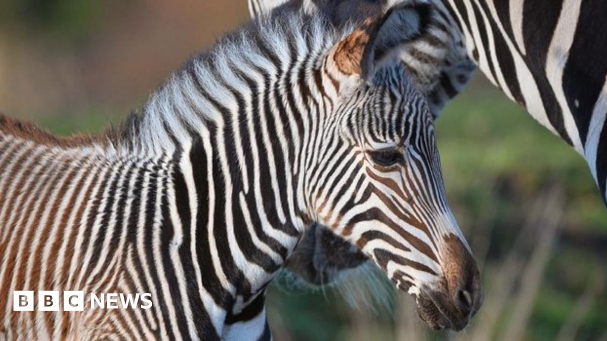 Rare Grevy's zebra born at Chester Zoo - BBC News