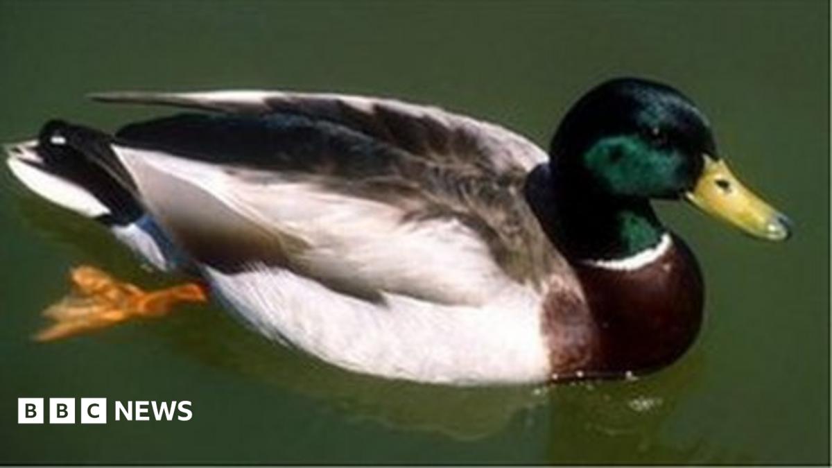 Men admit stealing 30 ducks from Fife farm - BBC News