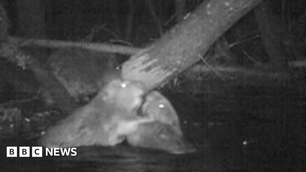 Wild beavers spotted in Devon to be 'rehomed' - BBC News
