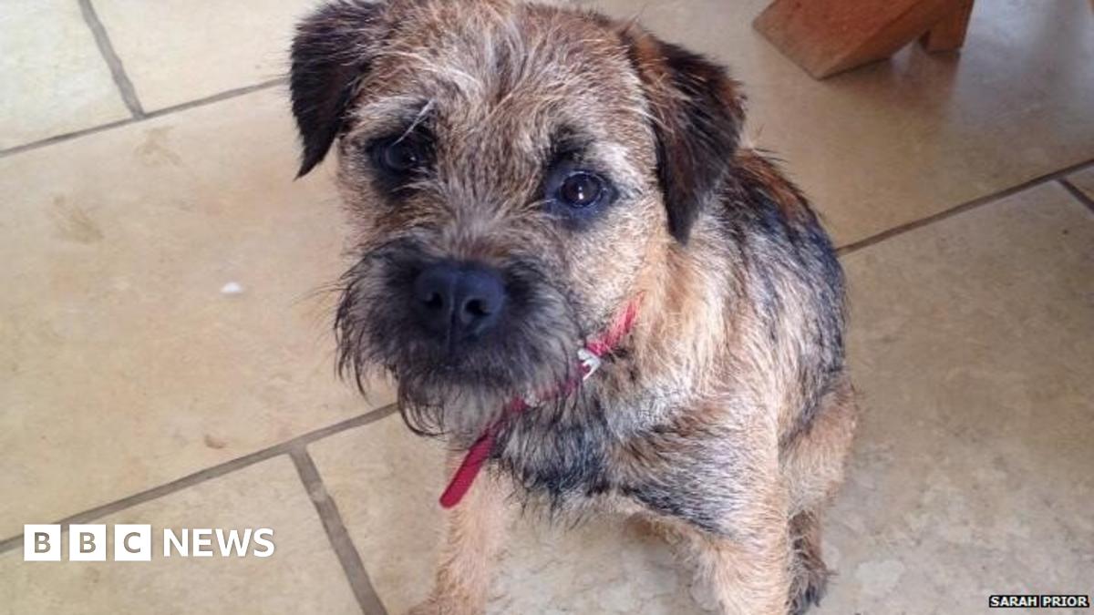 DJ Mike Read rescues dog from Thames at Henley - BBC News
