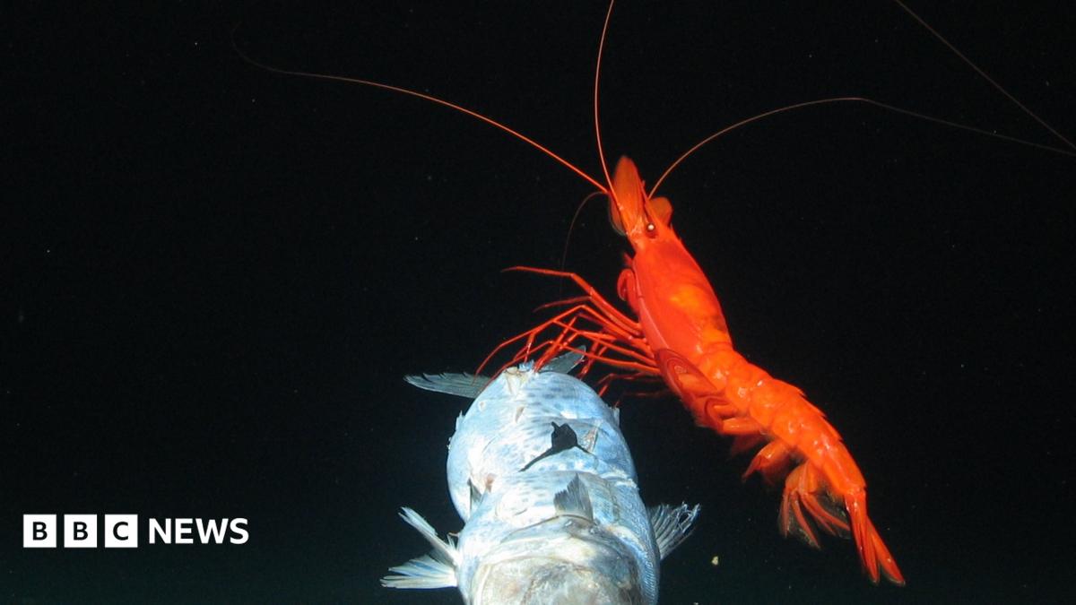 New Hebrides trench: First look at unexplored deep sea - BBC News