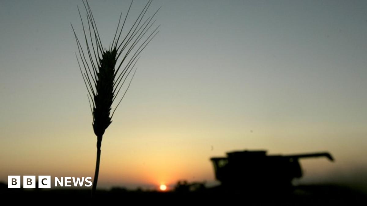 Crop diversity decline 'threatens food security' - BBC News
