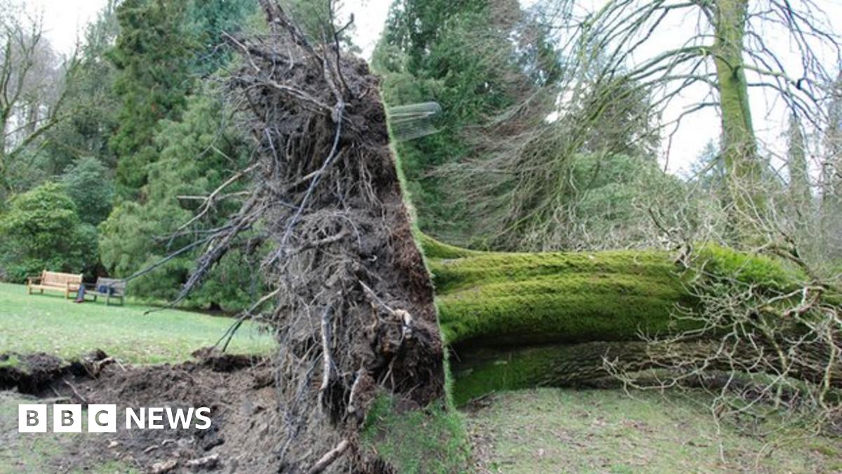 Tree storm damage 'worst since 1987' - BBC News