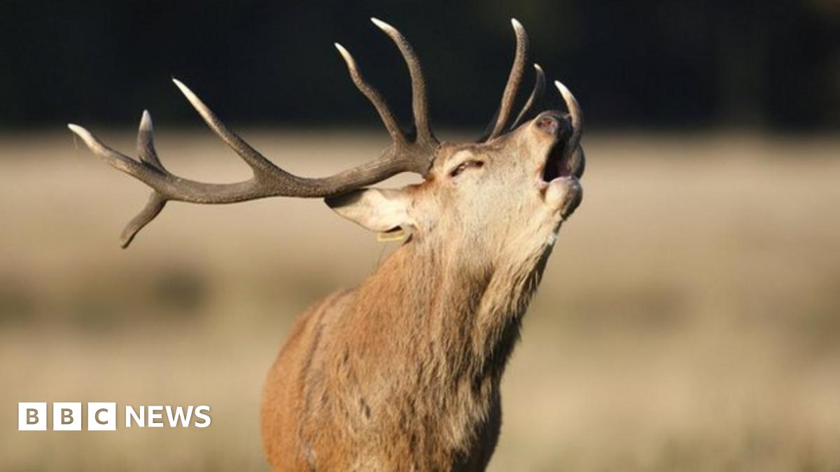 Police crackdown on deer poaching in Forest of Dean - BBC News