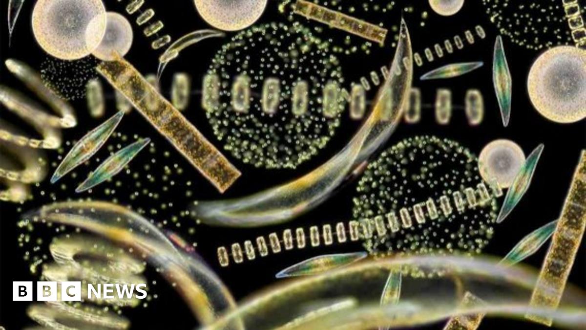 Citizen science study to map the oceans' plankton - BBC News