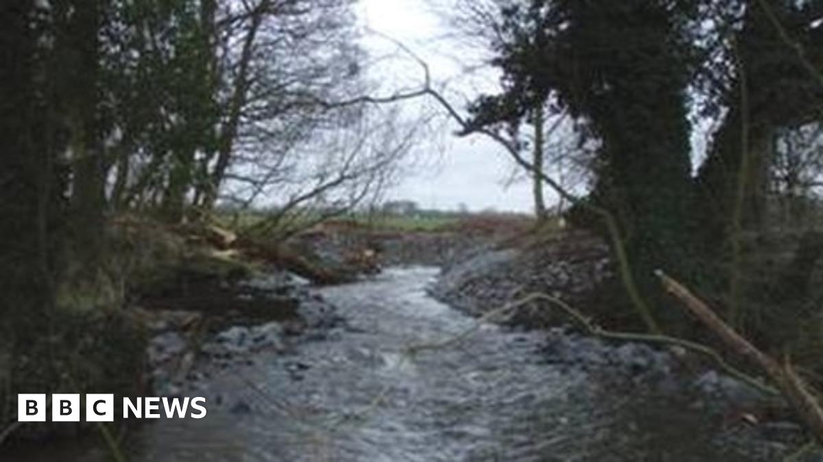 Gayton Mill Weir removed to help fish migrate along brook - BBC News