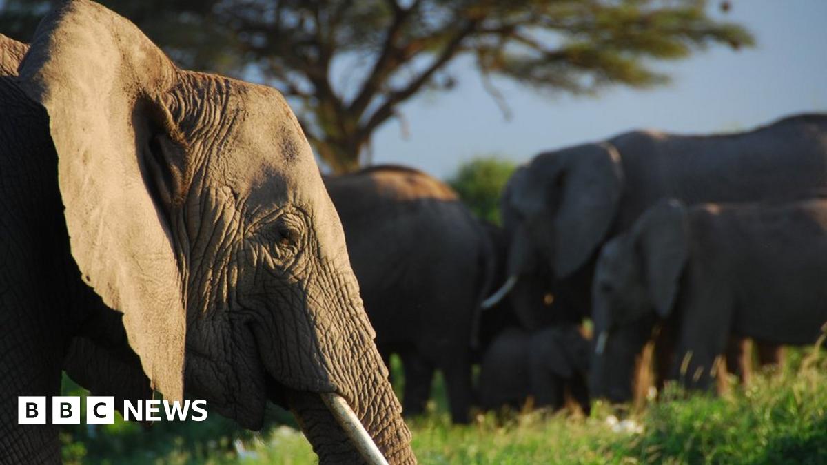 Elephants recognise human voices - BBC News