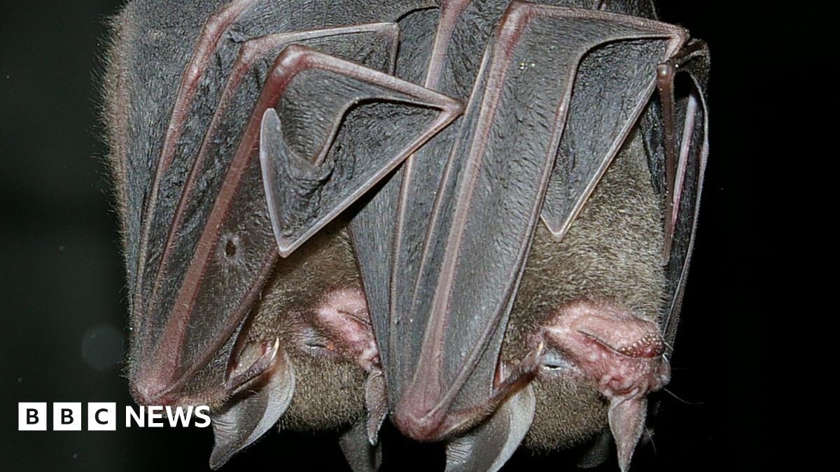 Light pollution 'affects bats' tropical seed dispersal' - BBC News