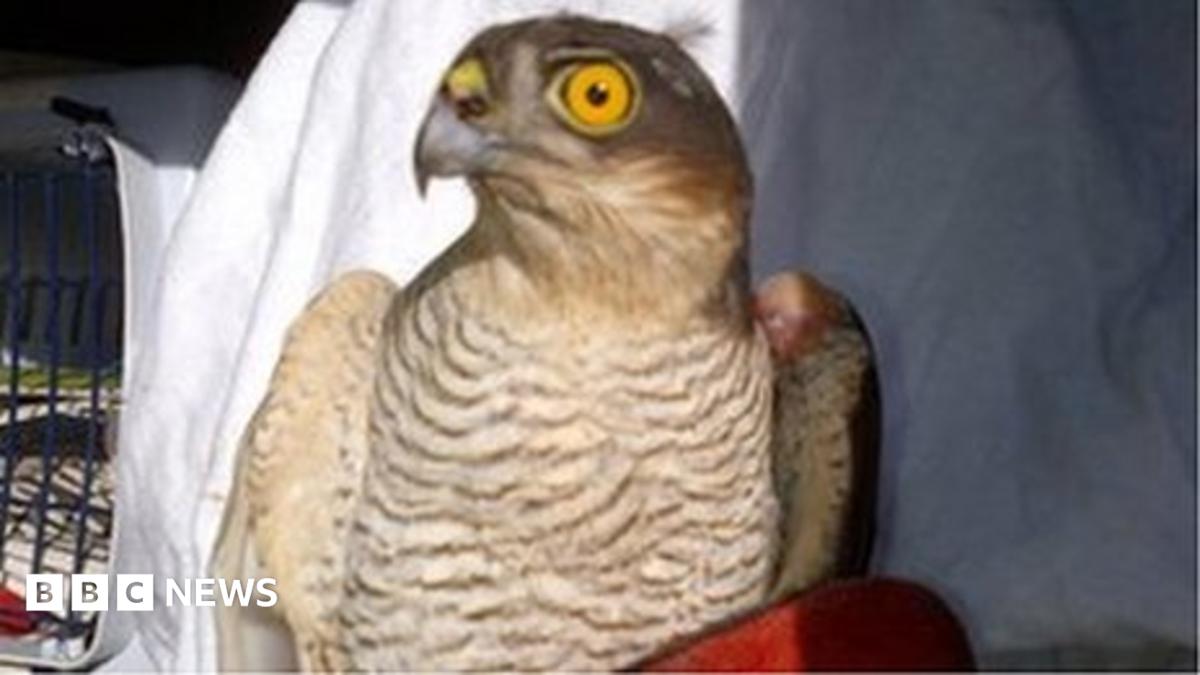 Sparrowhawk rescued from netting on school roof in Edinburgh - BBC News