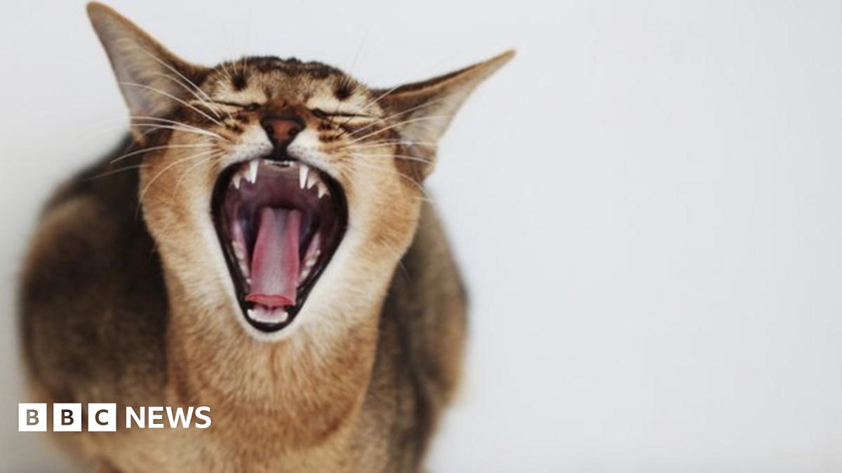 Who, What, Why: How dangerous can domestic cats be? - BBC News
