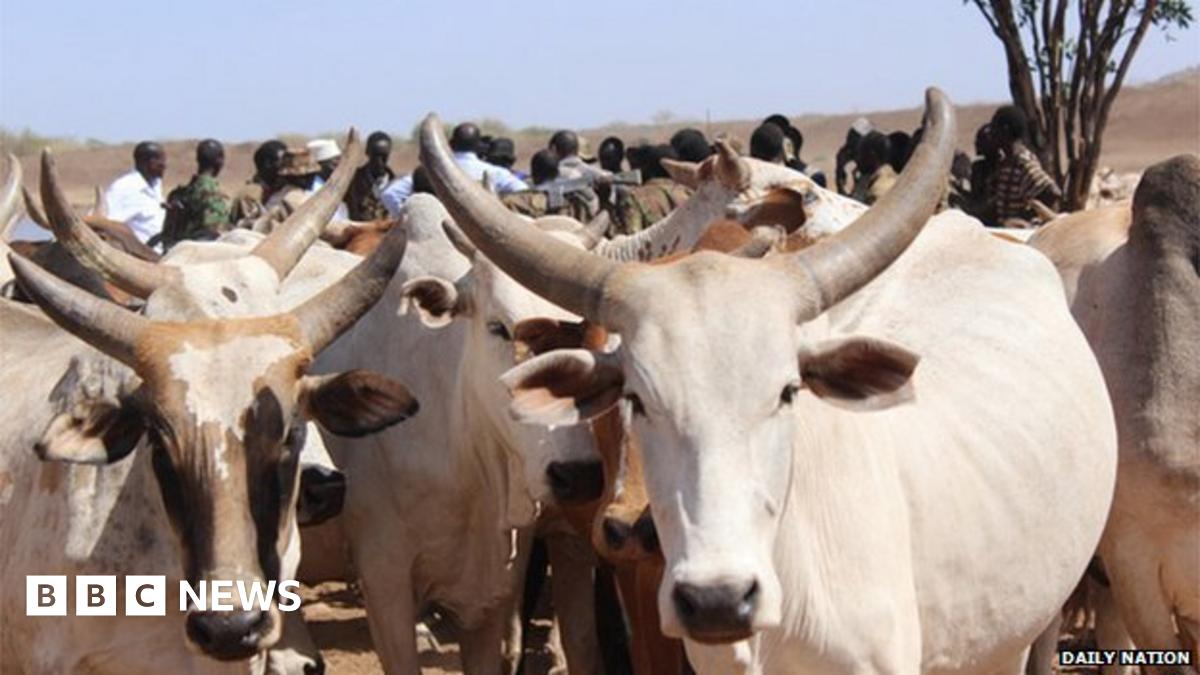Kenya: Israeli bull semen 'free' for livestock farmers - BBC News