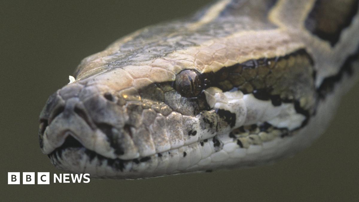 Giant pythons have 'homing instinct' - BBC News