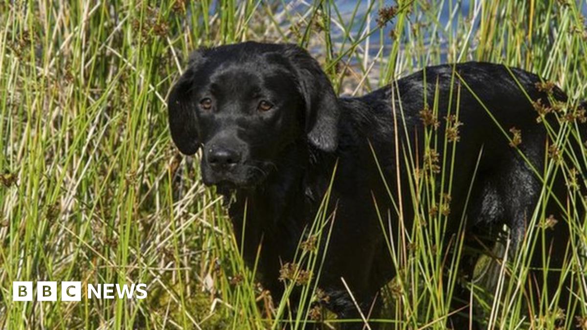 Police mount hunt after search dog goes on the run - BBC News