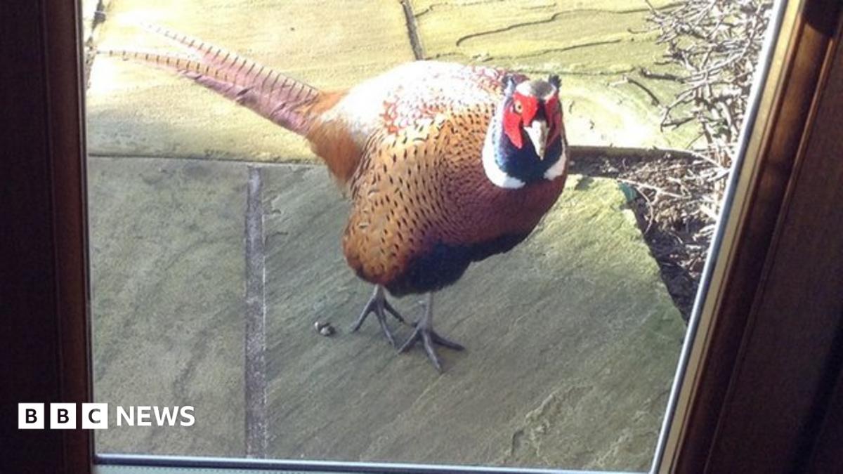 Pheasant 'terrorist' tormenting a Cambridgeshire farm - BBC News