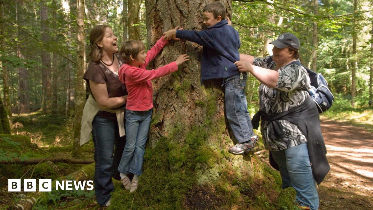 Four of Britain's tallest trees in glen near Inverness - BBC News