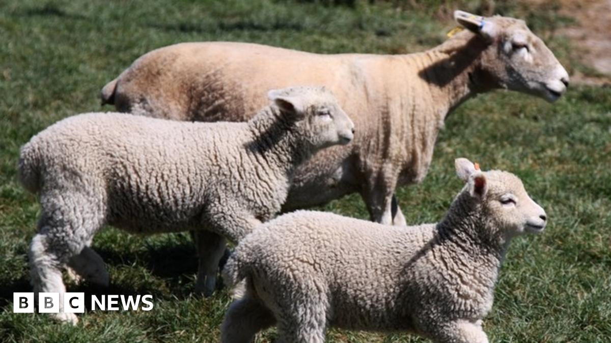 Eskdalemuir sheep found 'mauled to death' - BBC News