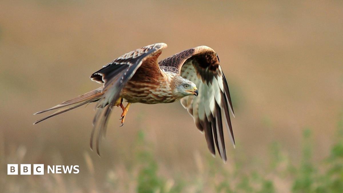 Rumours RSPB accidentally killing birds 'outrageous' - BBC News