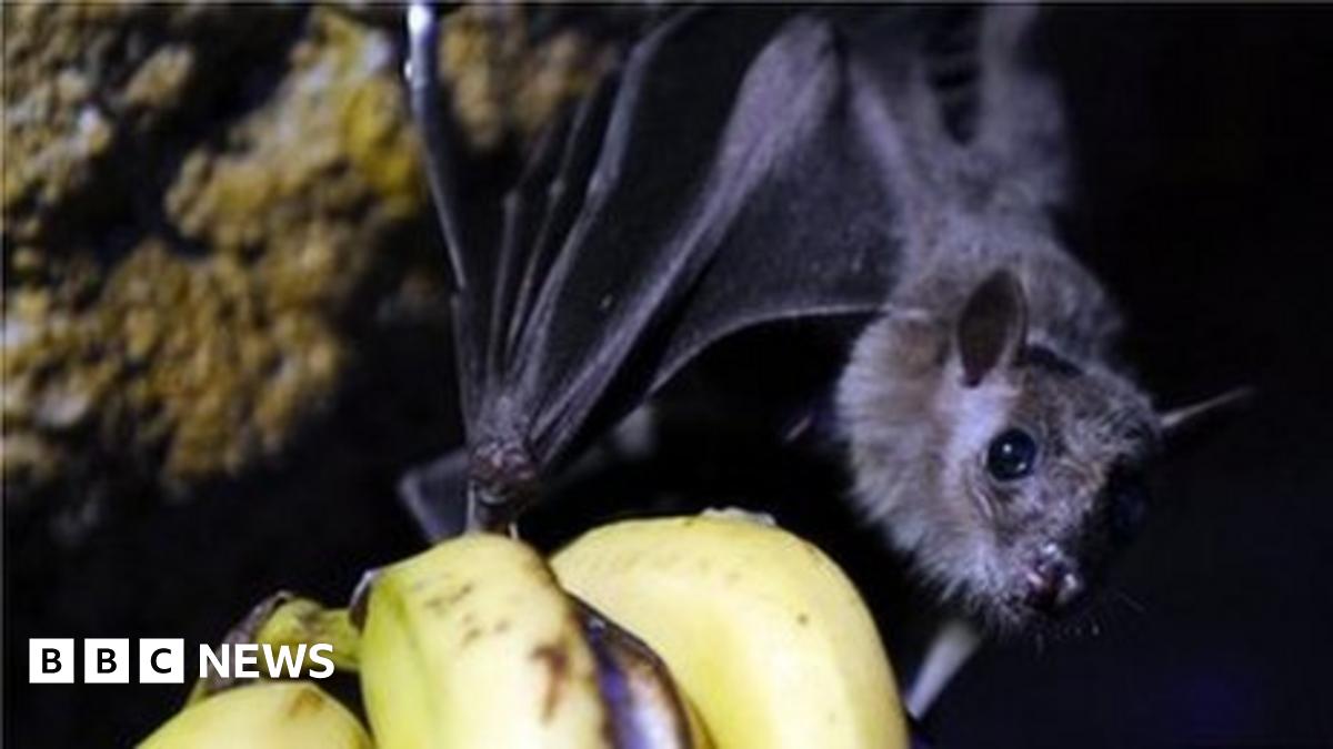 Guinea Ebola outbreak: Bat-eating banned to curb virus - BBC News