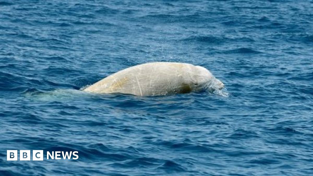 Beaked whale is deep-dive champion - BBC News