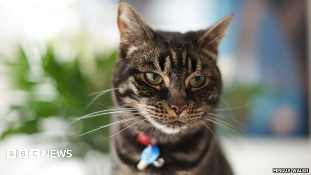 Pet cats infect two people with TB - BBC News